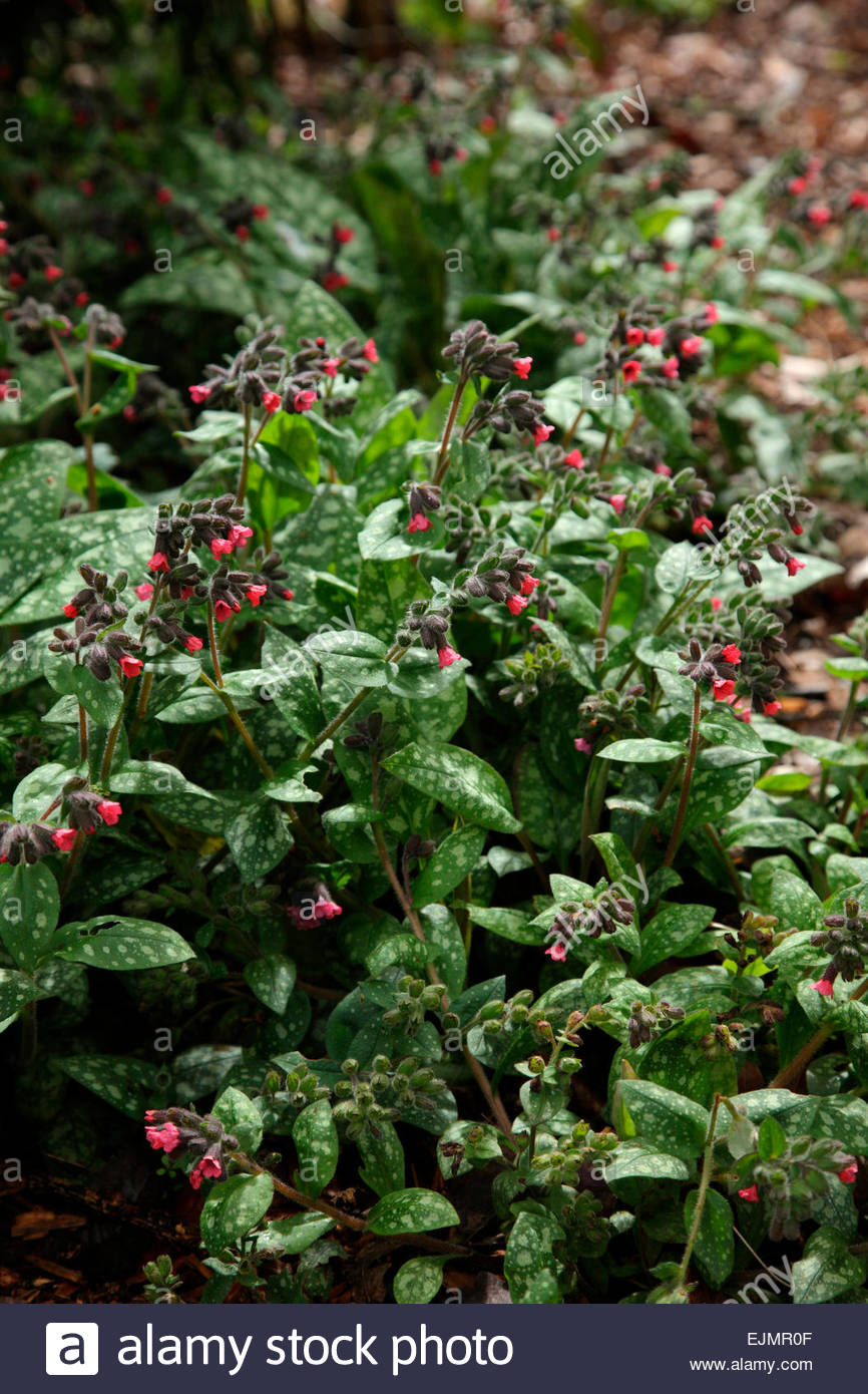 Leopard Plant Stock Photos & Leopard Plant Stock Images - Alamy