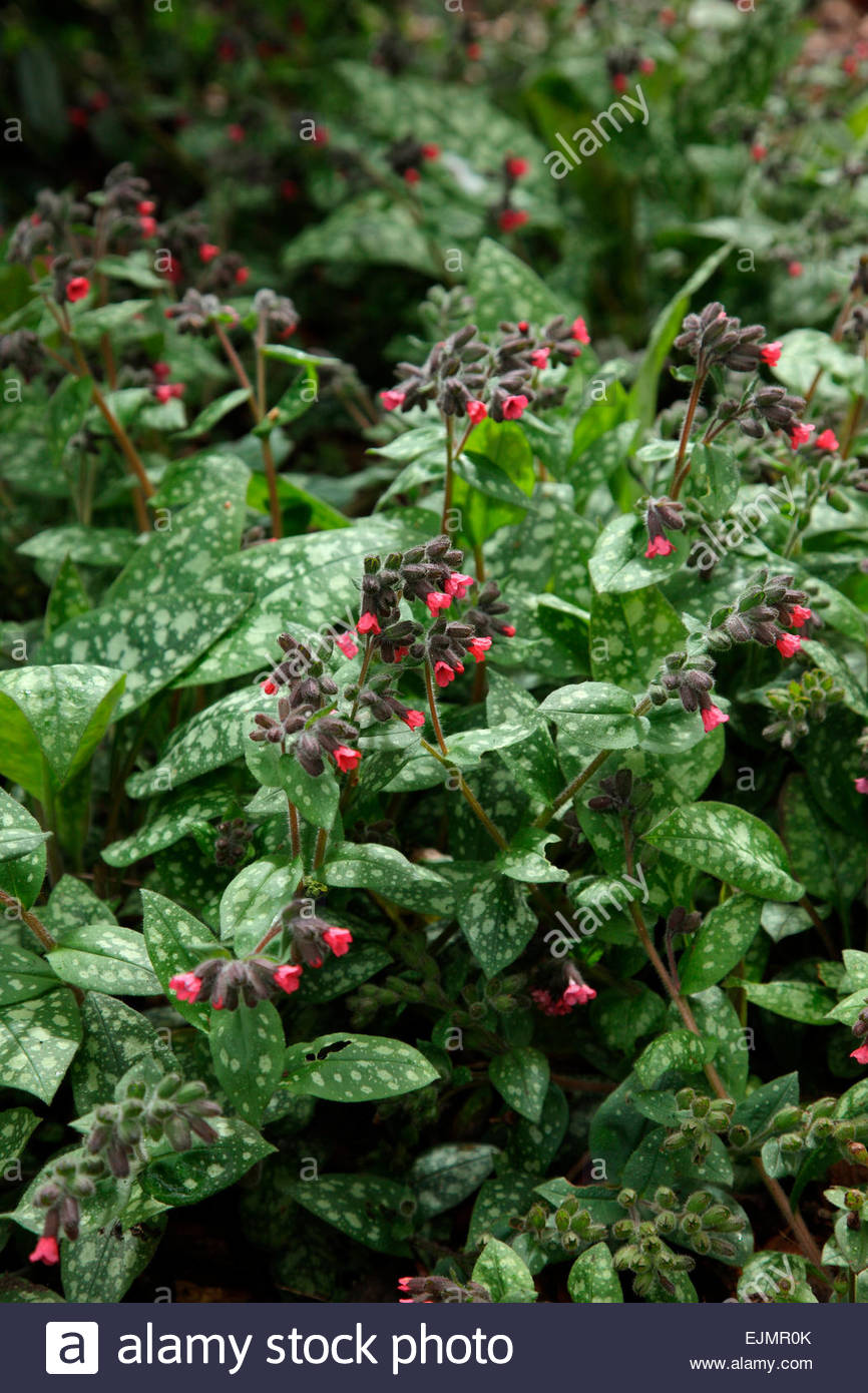 Leopard Plant Stock Photos & Leopard Plant Stock Images - Alamy
