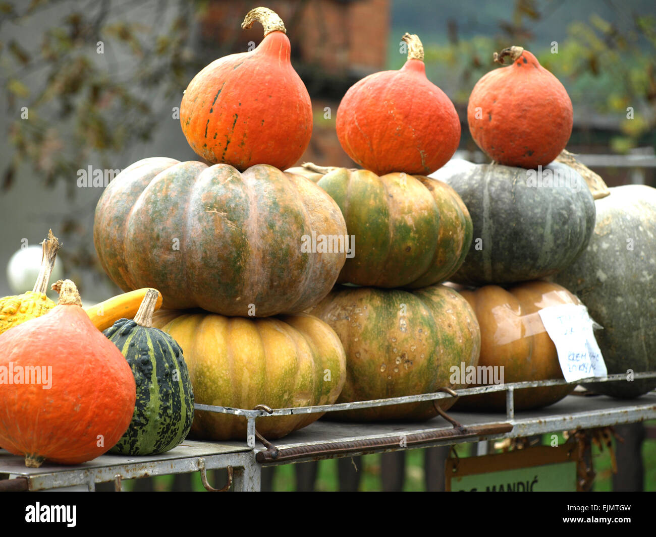 Beautiful colorful splendor of autumn pumpkins shown Stock Photo - Alamy