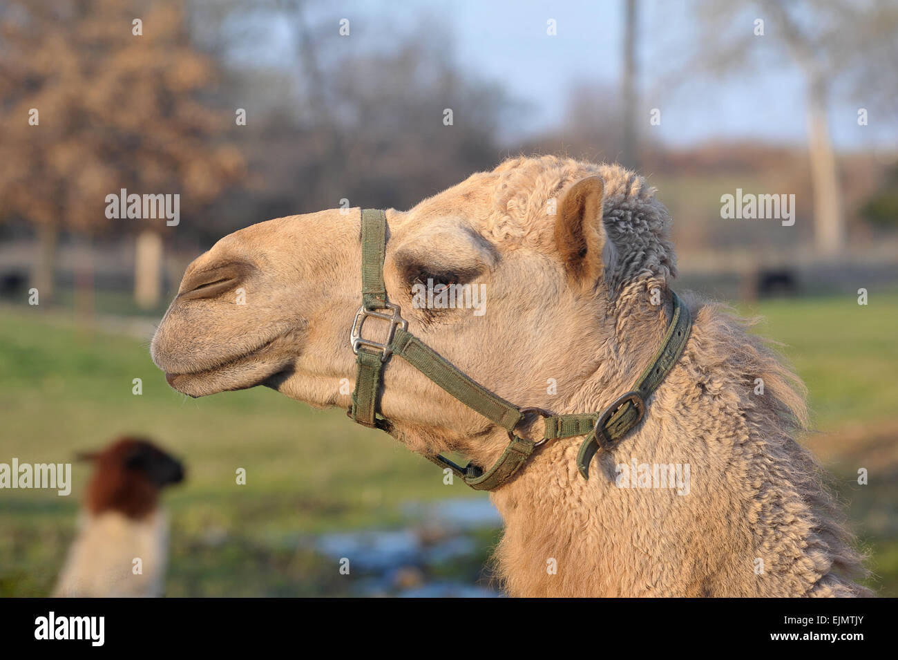 Camel harness hi-res stock photography and images - Alamy