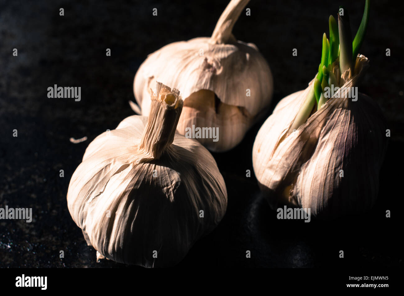 Three garlic heads in the sun. Hard shadows on a black background Stock ...