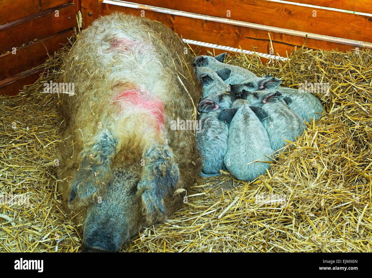 Mangalice pig and piglets Stock Photo - Alamy