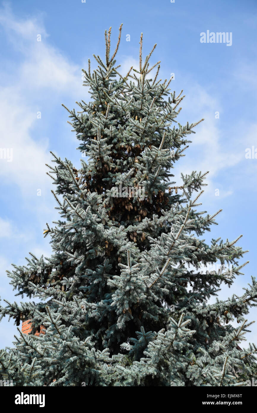 High pine tree Stock Photo - Alamy