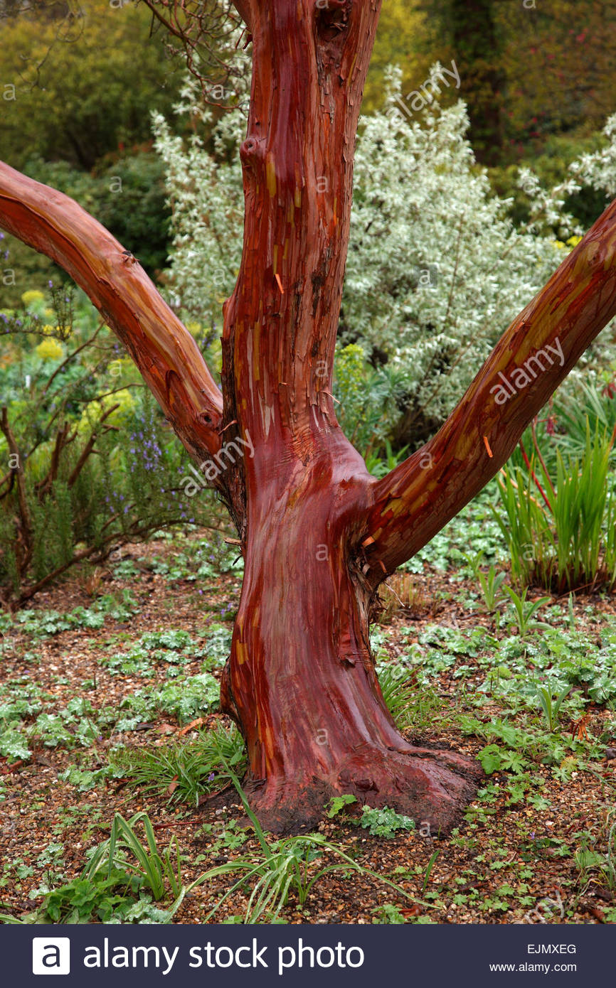 Arbutus Andrachnoides Stock Photos & Arbutus Andrachnoides Stock Images ...