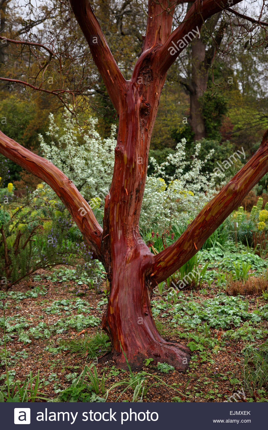 Arbutus Andrachnoides Stock Photos & Arbutus Andrachnoides Stock Images ...