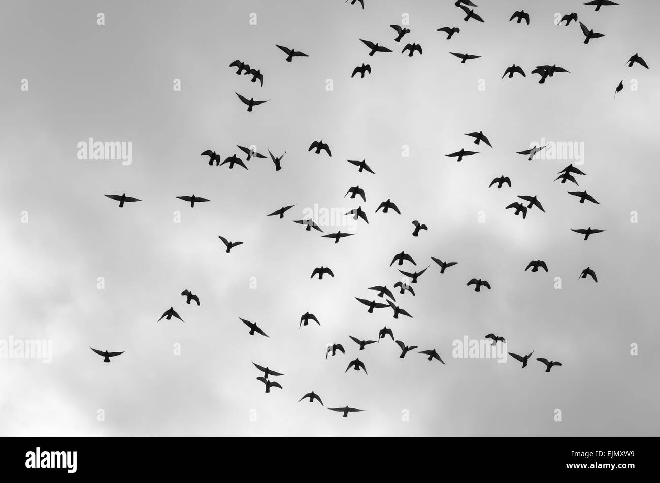 a flock of flying gulls on a overcast day Stock Photo - Alamy