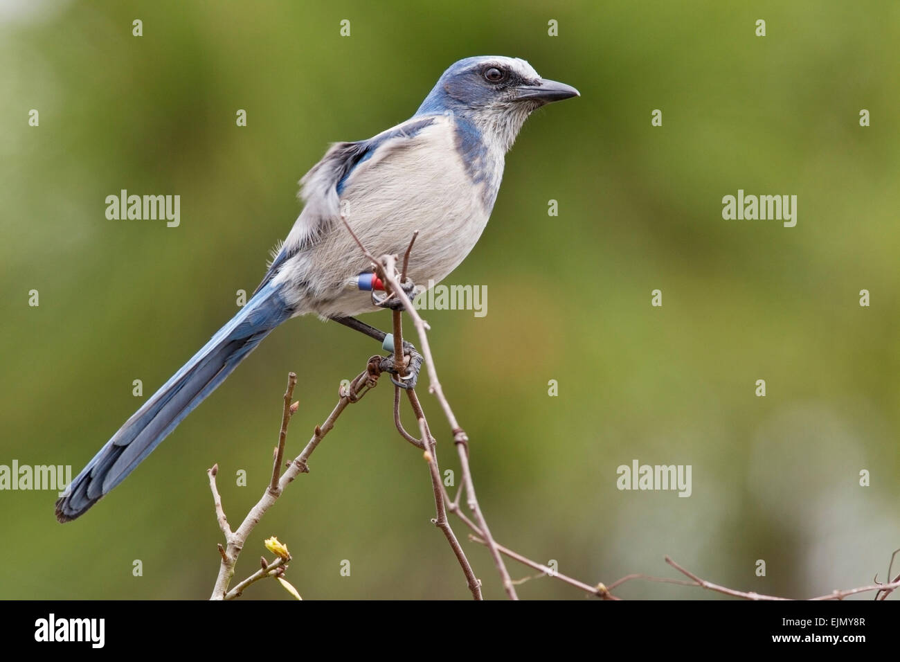 Scrub jay aphelocoma coerulescens hi-res stock photography and images ...