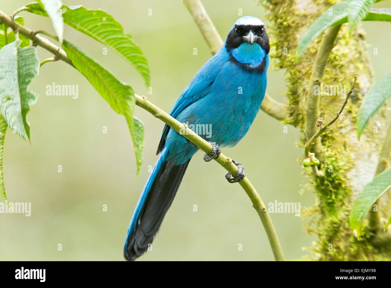 Turquioise jays hi-res stock photography and images - Alamy