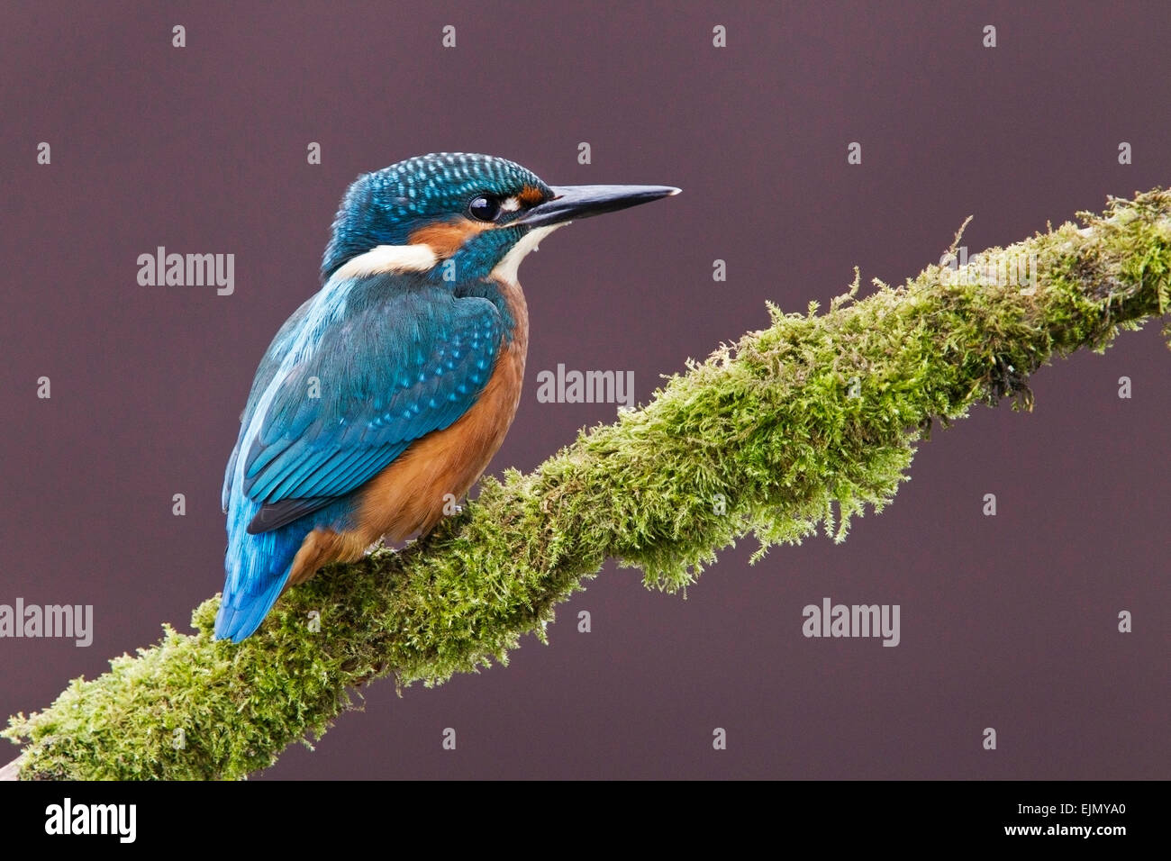 Common kingfisher hi-res stock photography and images - Alamy