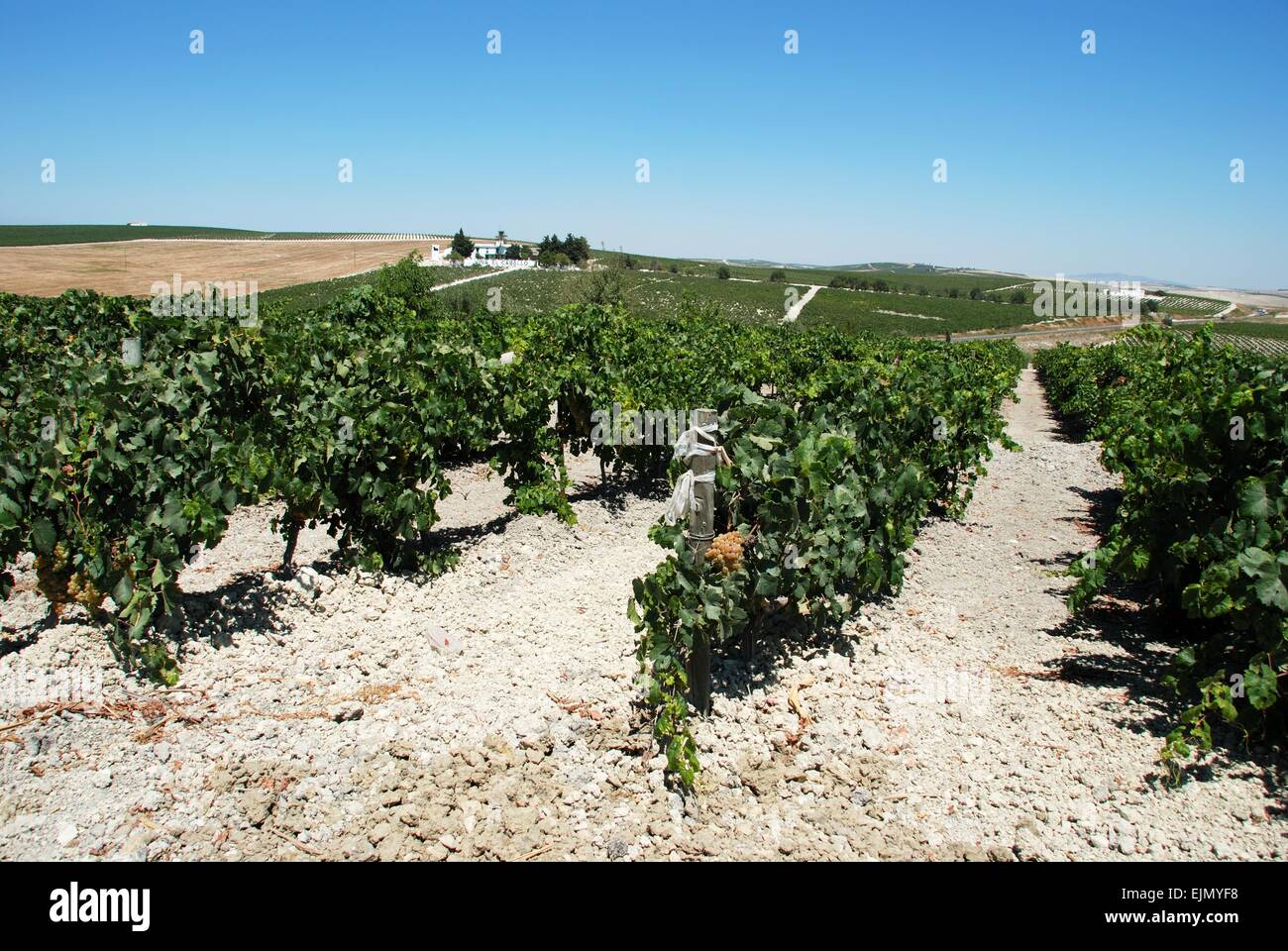 Vineyard vines farming agriculture andalusia spain spanish hi-res stock ...
