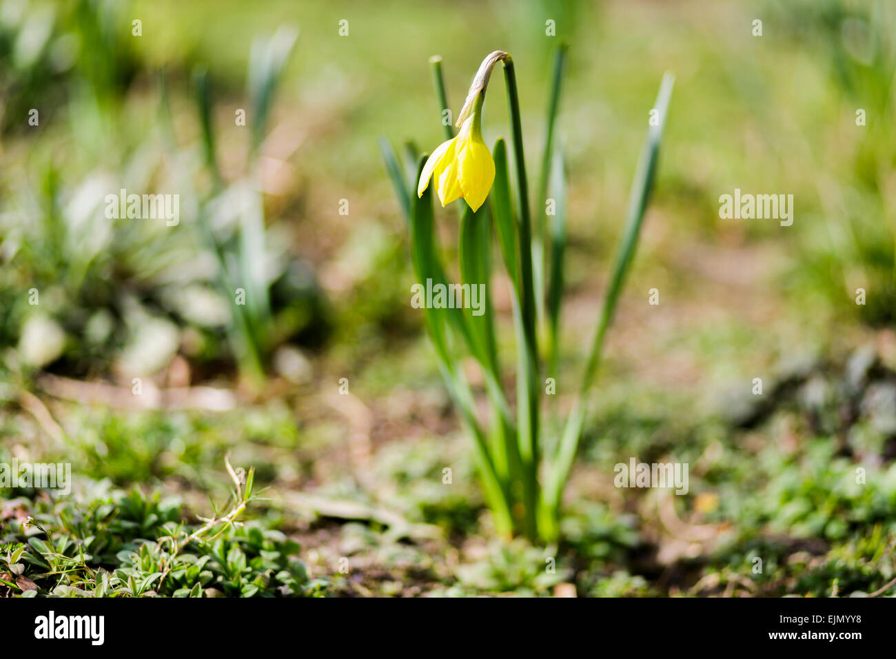 Flower, Spring, , Easter, Nature Stock Photo - Alamy
