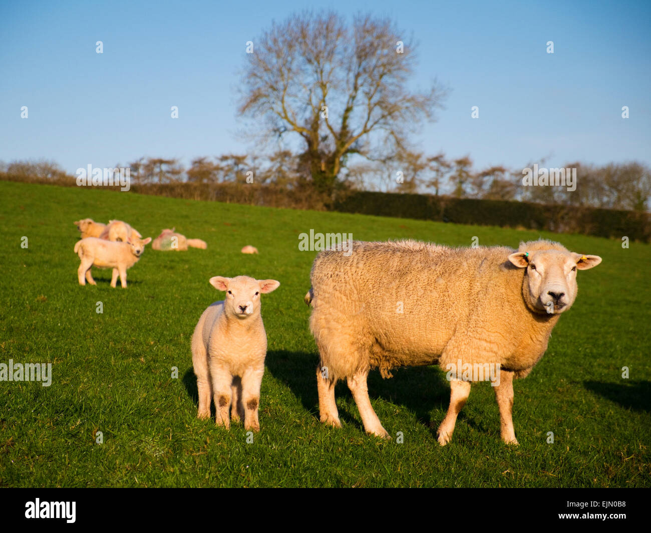 Harptree hi-res stock photography and images - Alamy