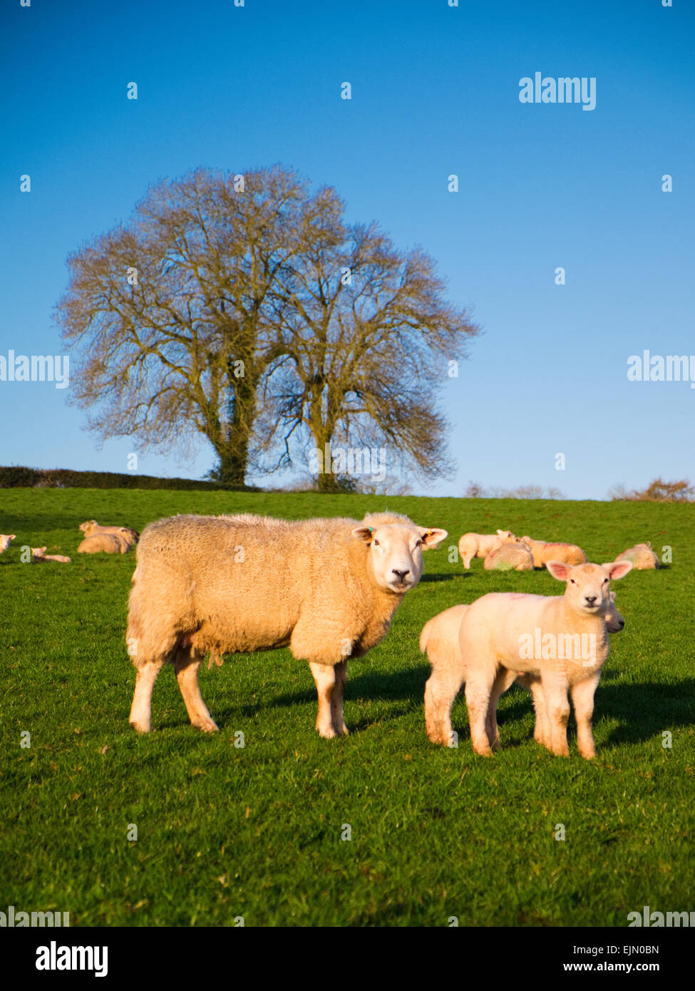 Harptree hi-res stock photography and images - Alamy