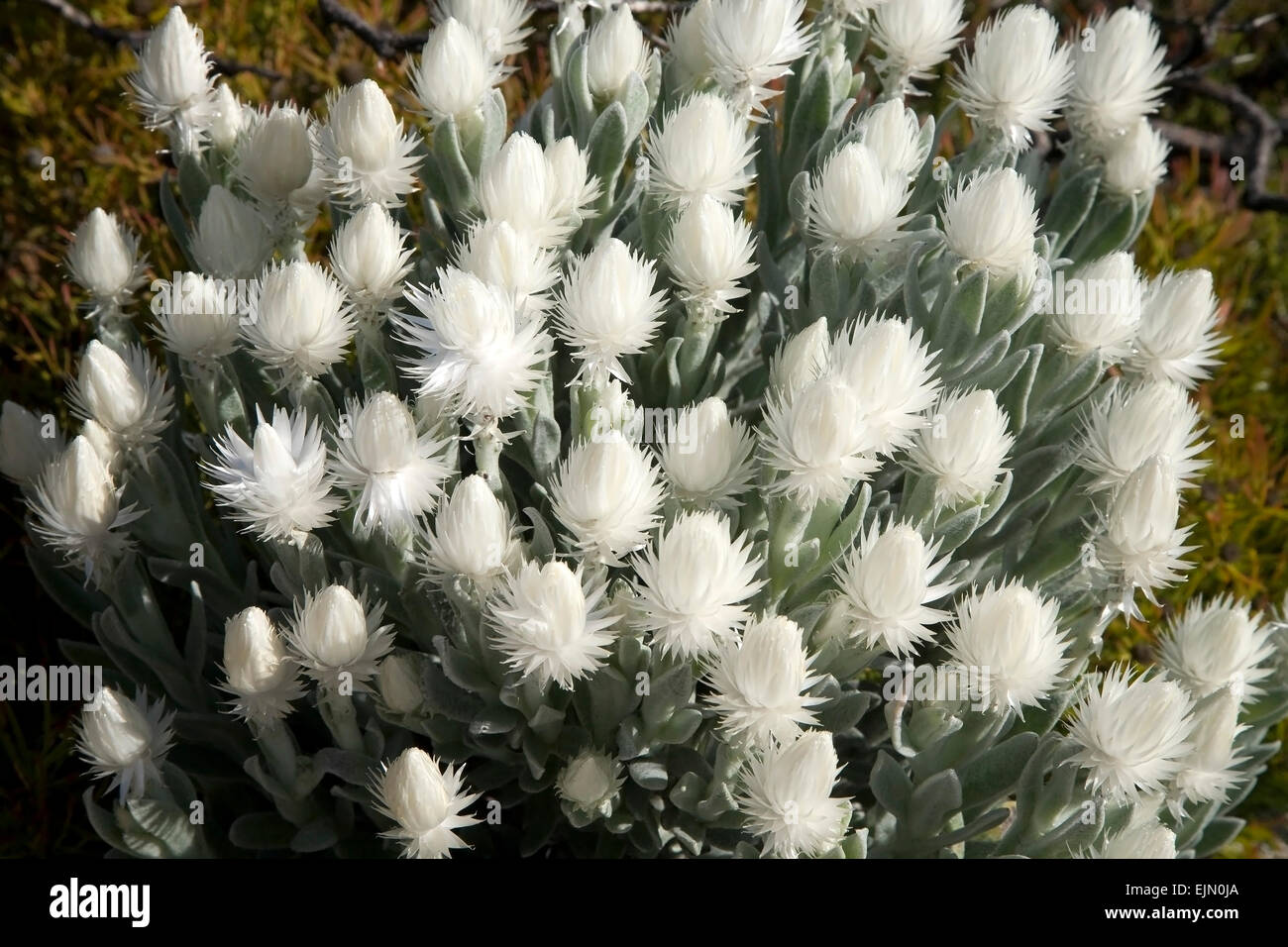 Syncarpha vestita south africa hi-res stock photography and images - Alamy