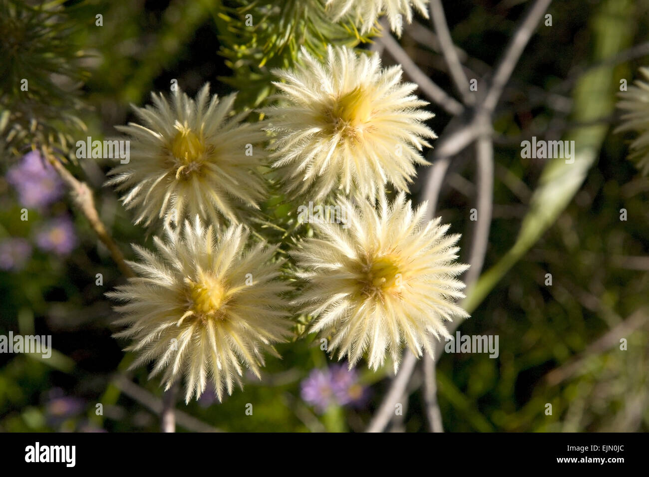 Featherhead (Phylica pubescens), Cape Province, South Africa Stock ...