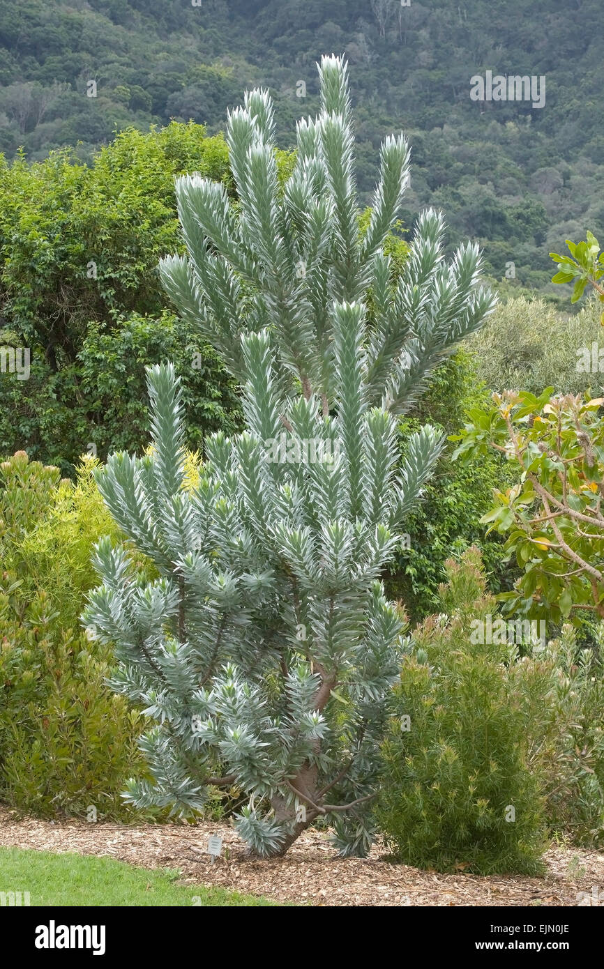 Silver tree (Leucadendrum argenteum) Kirstenbosch National Botanical ...