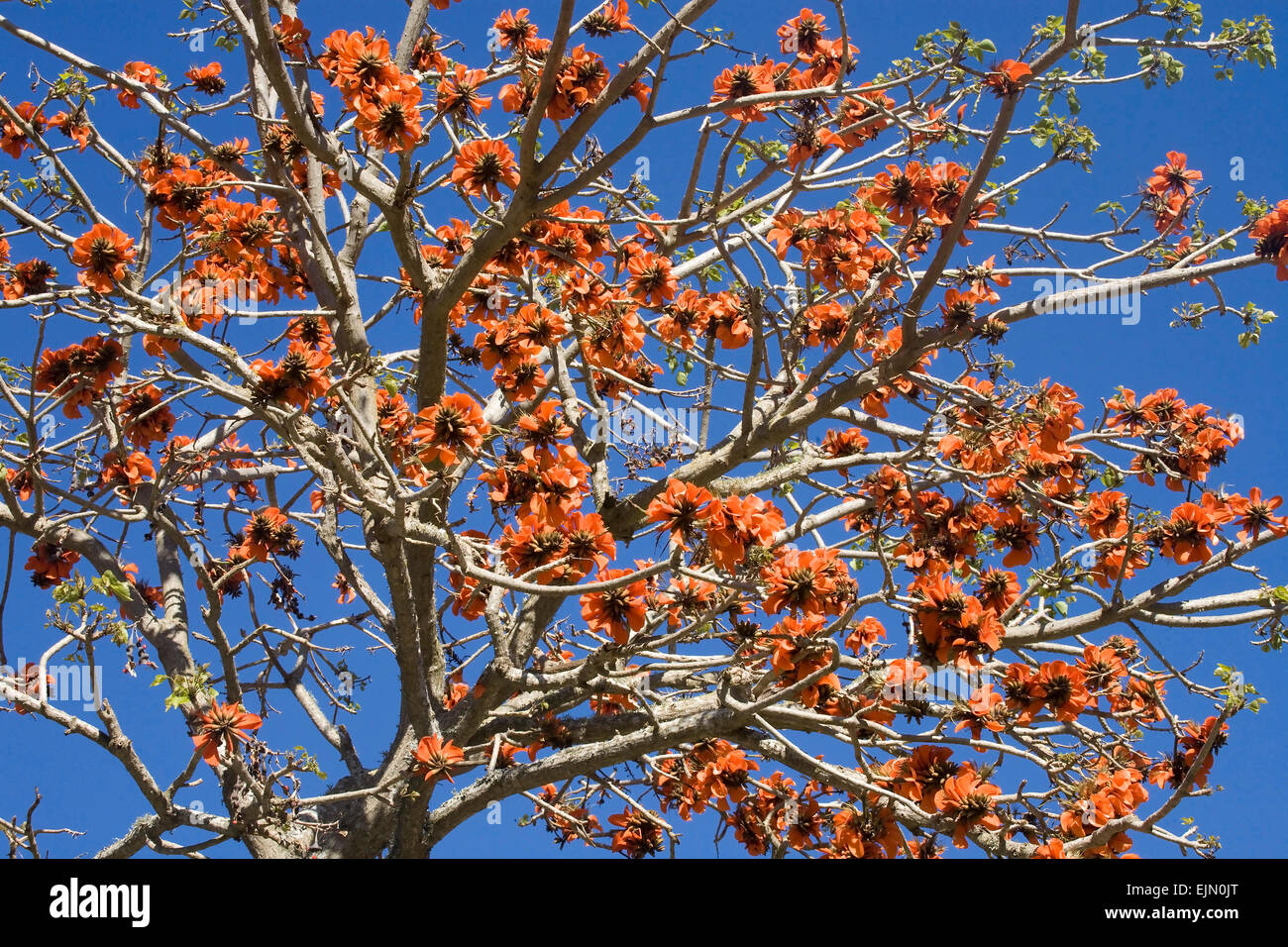 Coral tree with flowers (Erythrina), Cape Province, South Africa Stock ...