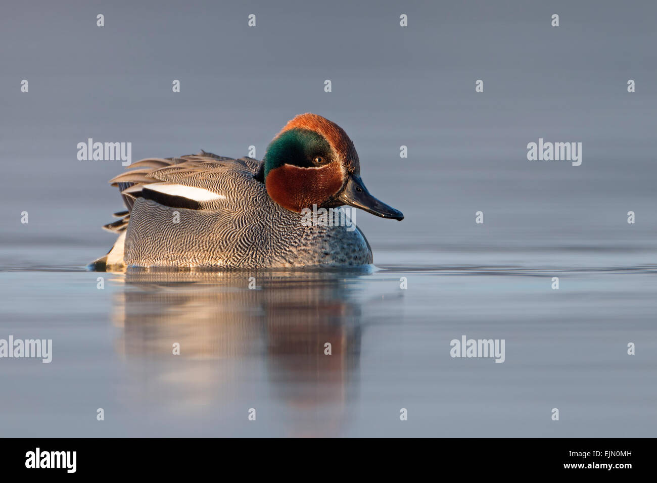 Eurasian teal anas crecca hi-res stock photography and images - Alamy