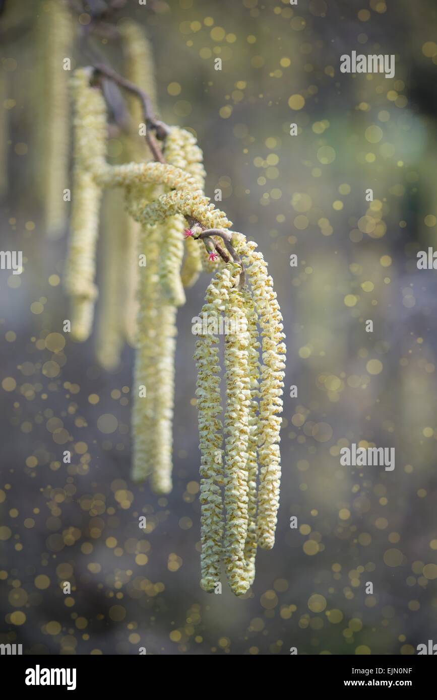 Flowering common hazel (Corylus avellana) with sprouting pollen ...