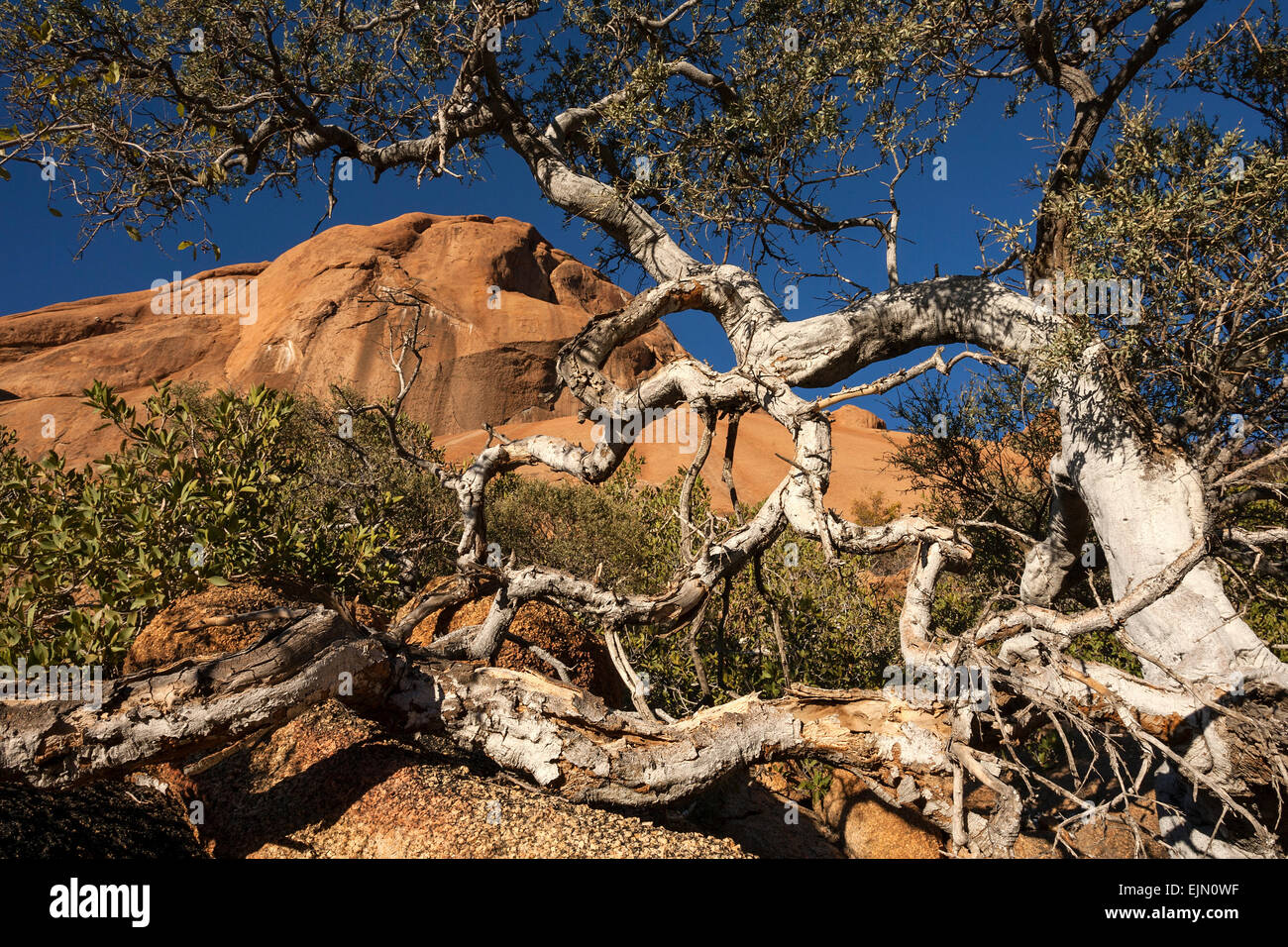 Shepherds tree hi-res stock photography and images - Alamy