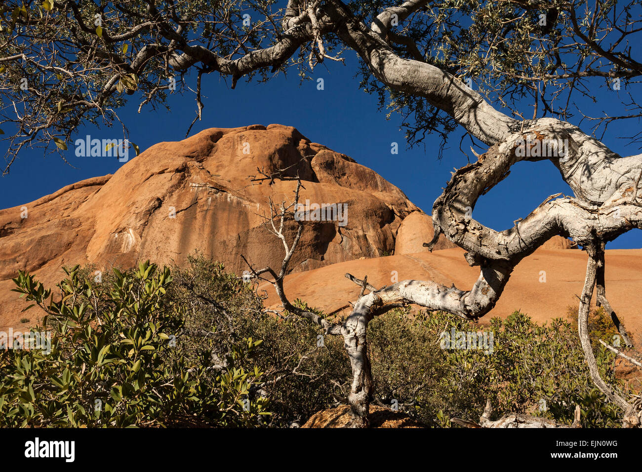 Shepherd's tree (Boscia albitrunca), Spitzkoppe, Damaraland, Namibia ...
