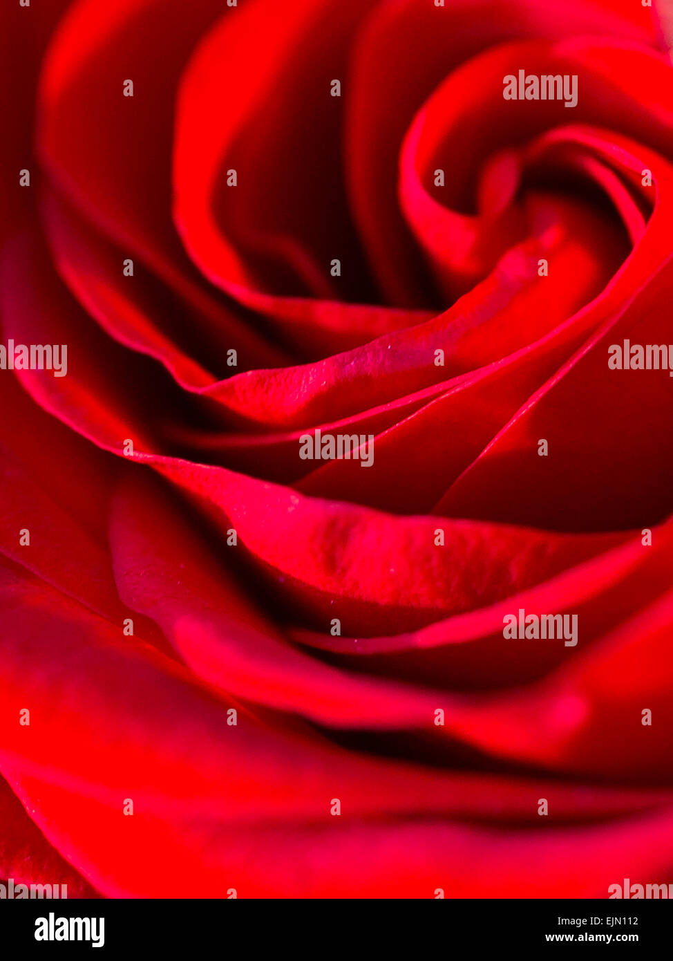 Full red rose hi-res stock photography and images - Alamy