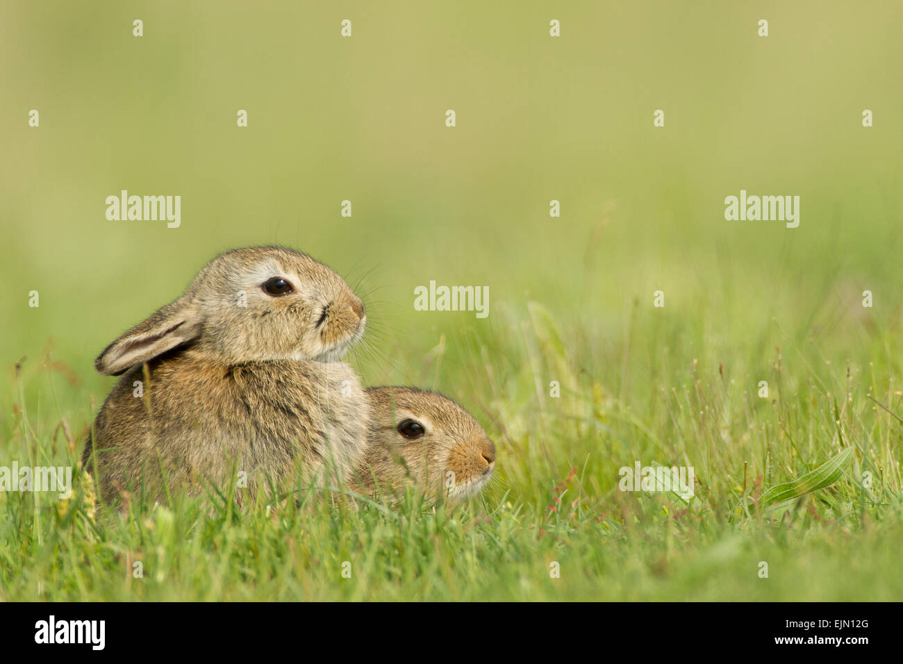 Two cute rabbits hi-res stock photography and images - Alamy