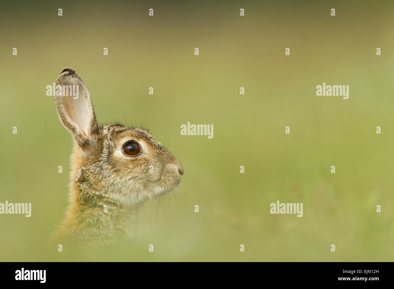 European rabbit (Oryctolagus cuniculus), side portrait, Rhein-Main ...