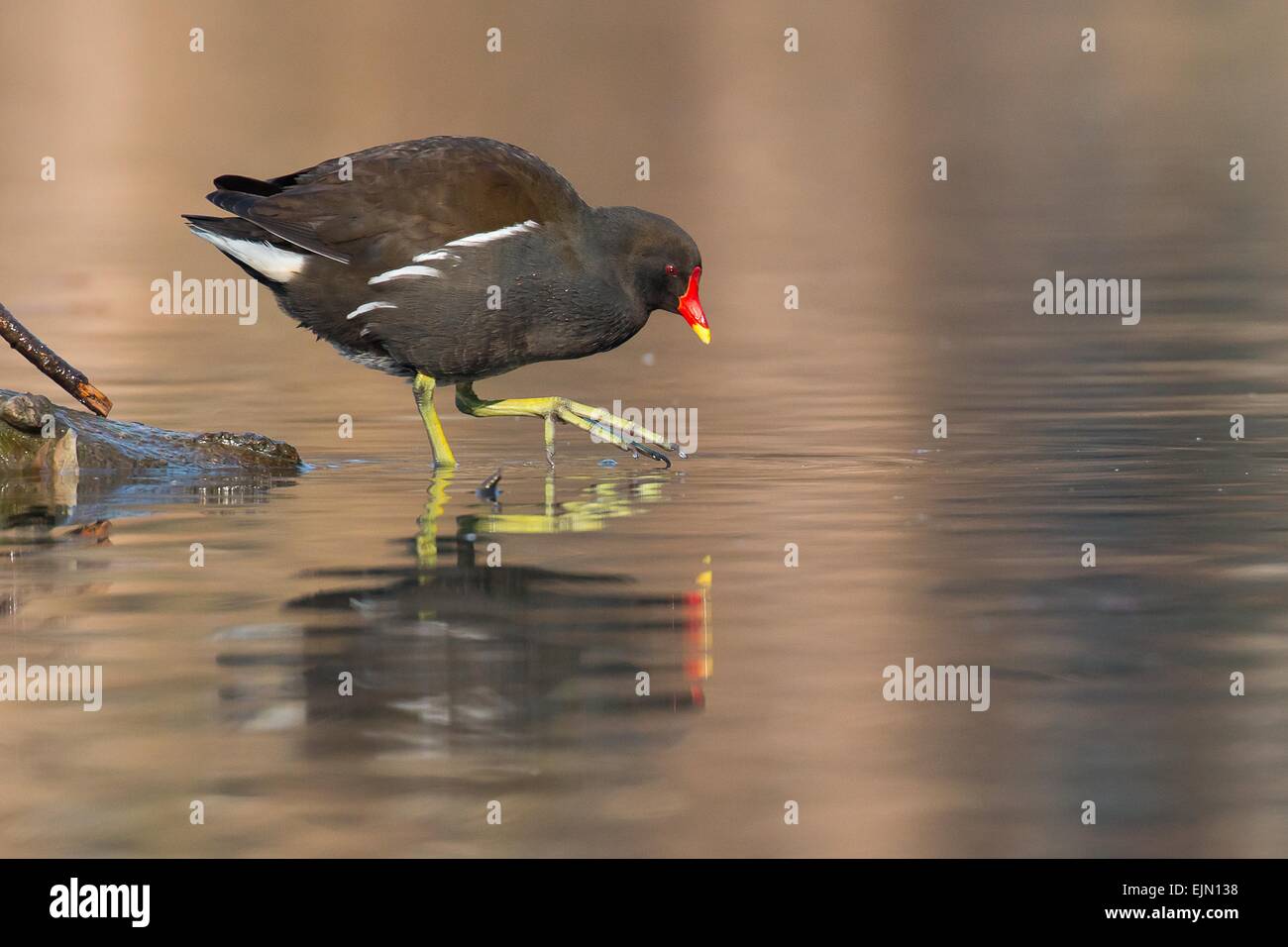 Motion study hi-res stock photography and images - Alamy