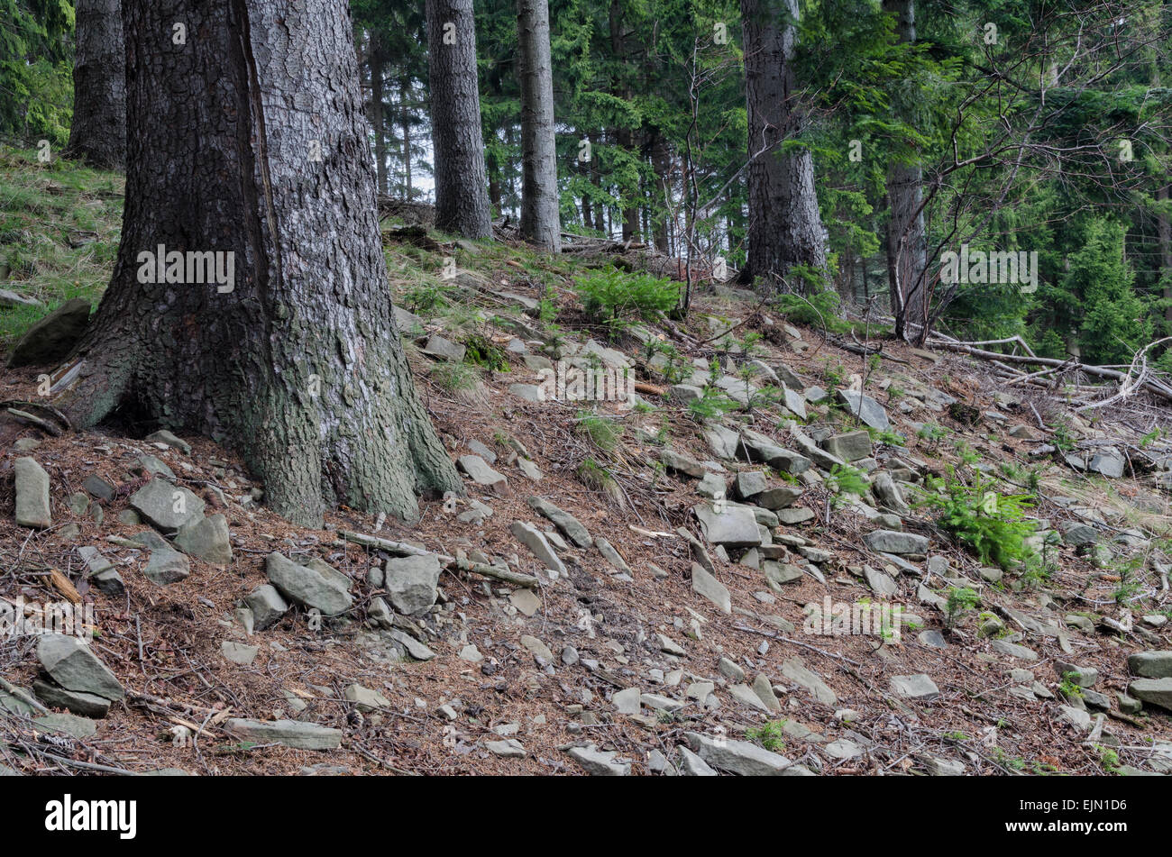 Rocks in the wood Stock Photo - Alamy