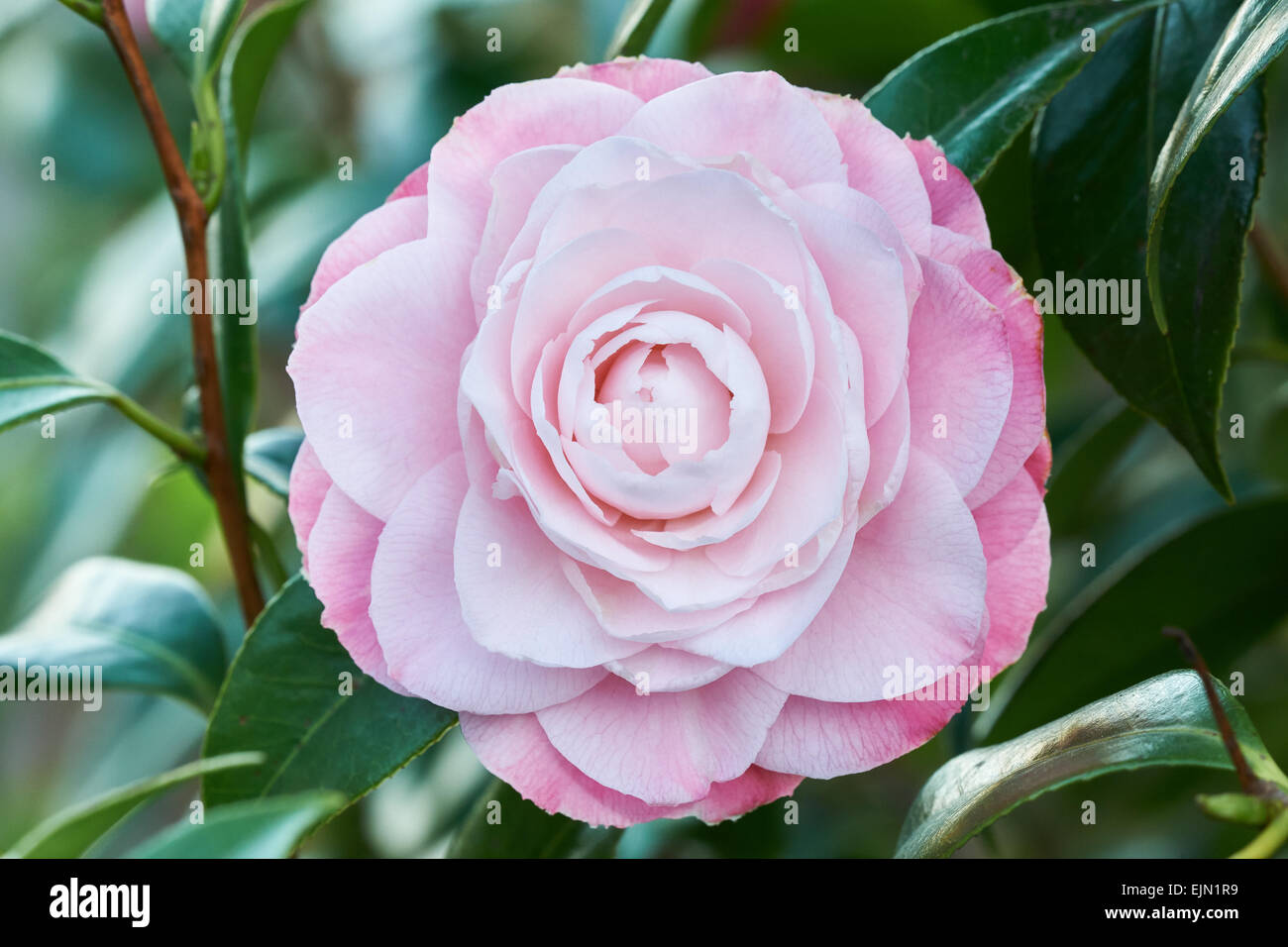 Bright pink camellia hi-res stock photography and images - Alamy