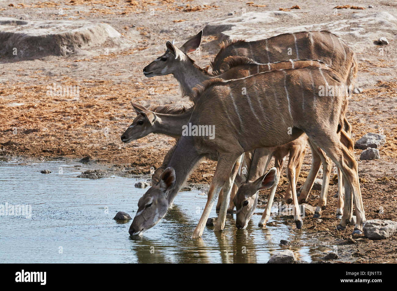 Kudu Drinking In National Park High Resolution Stock Photography and ...