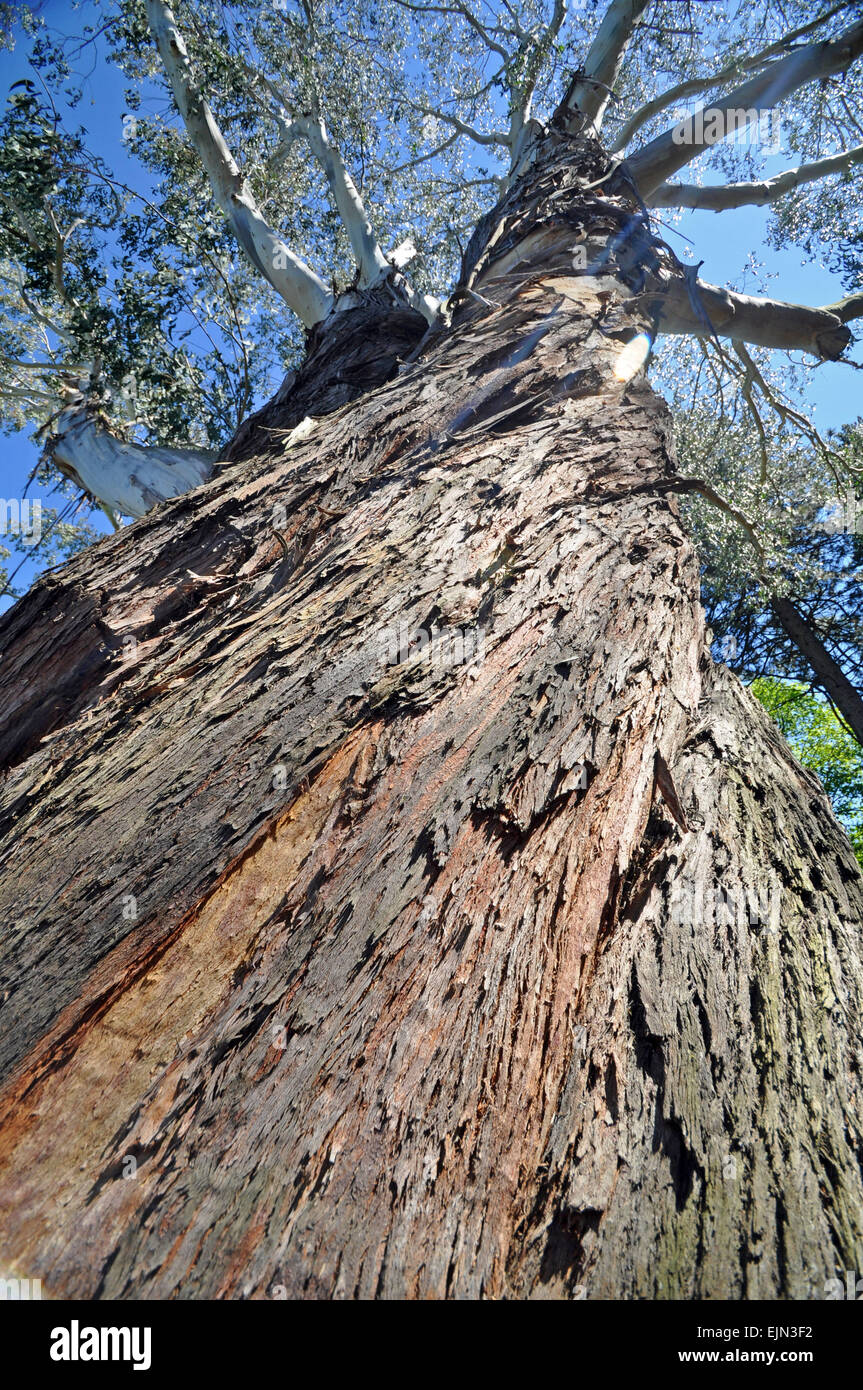 Big leaf eucalyptus tree hi-res stock photography and images - Alamy