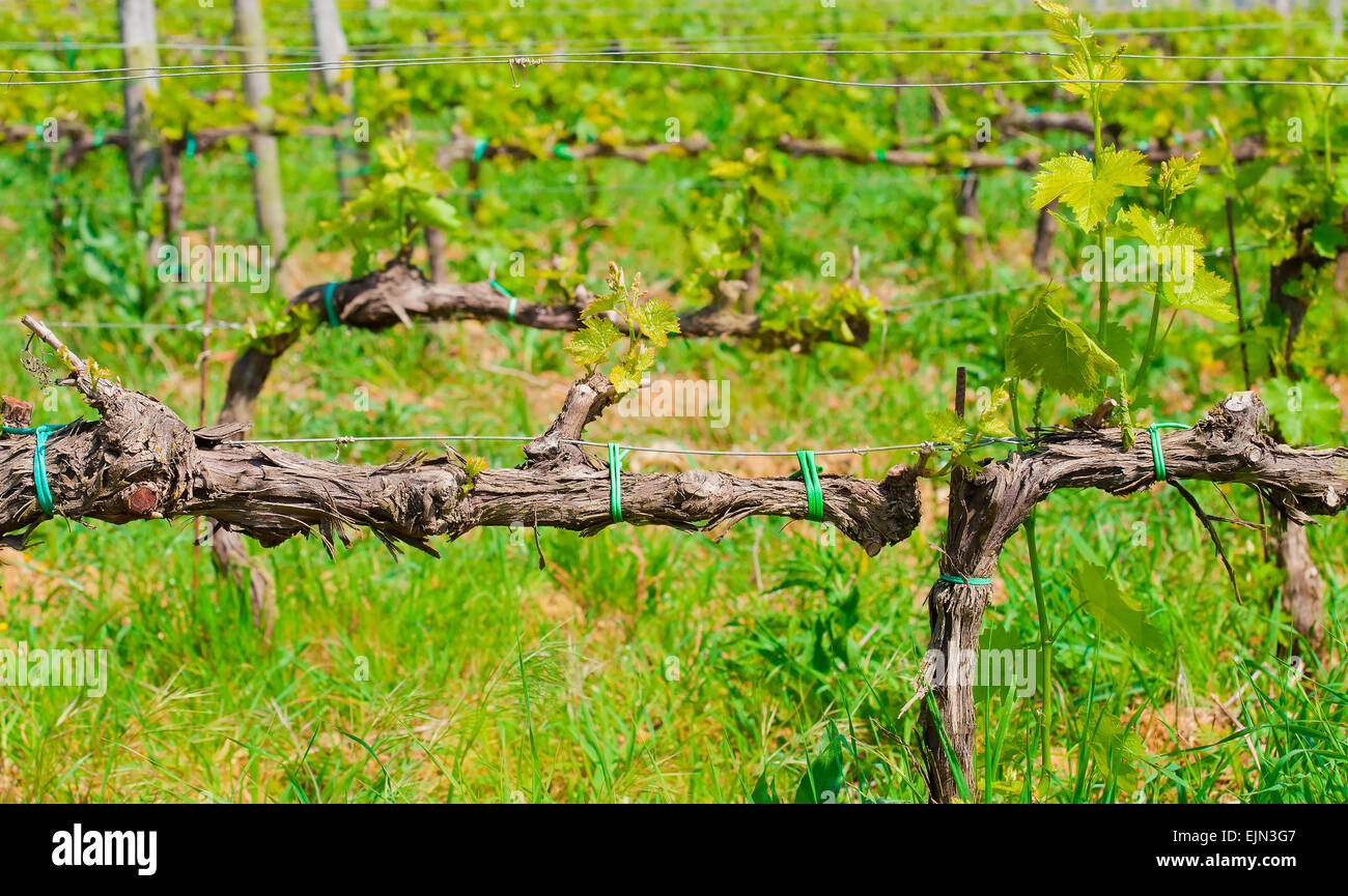Vine support hi-res stock photography and images - Alamy