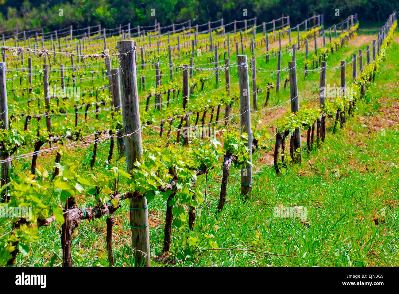 Young grapevine in spring hi-res stock photography and images - Alamy