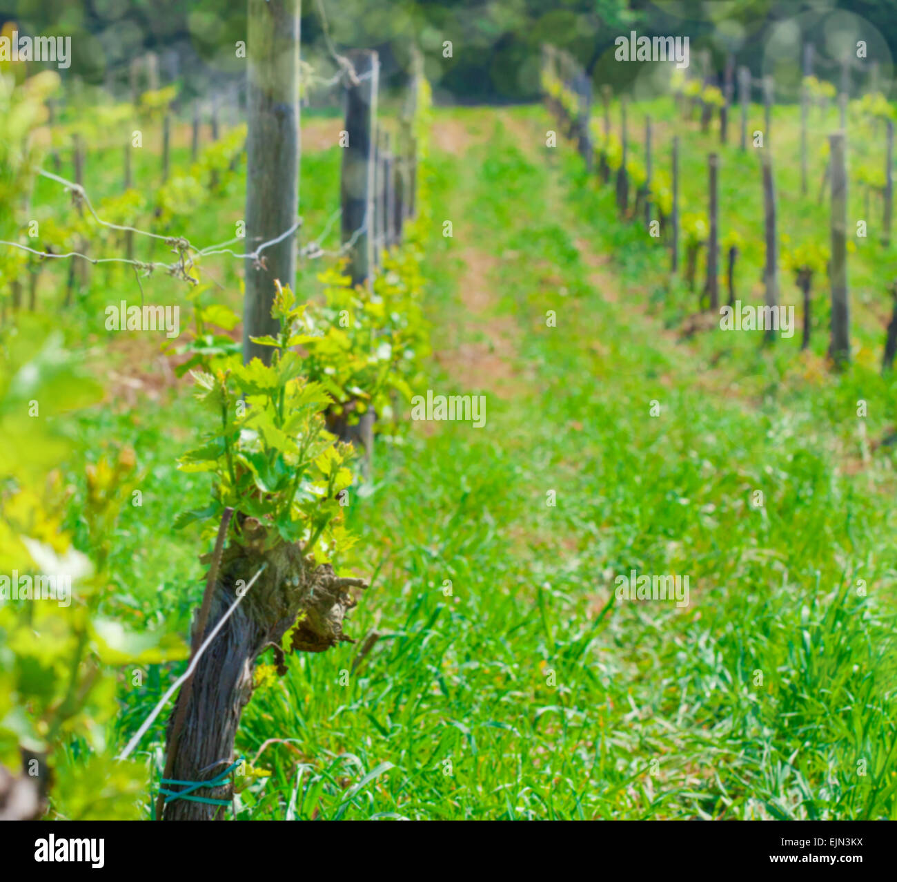 New season growing concept with a blurred background of a young ...