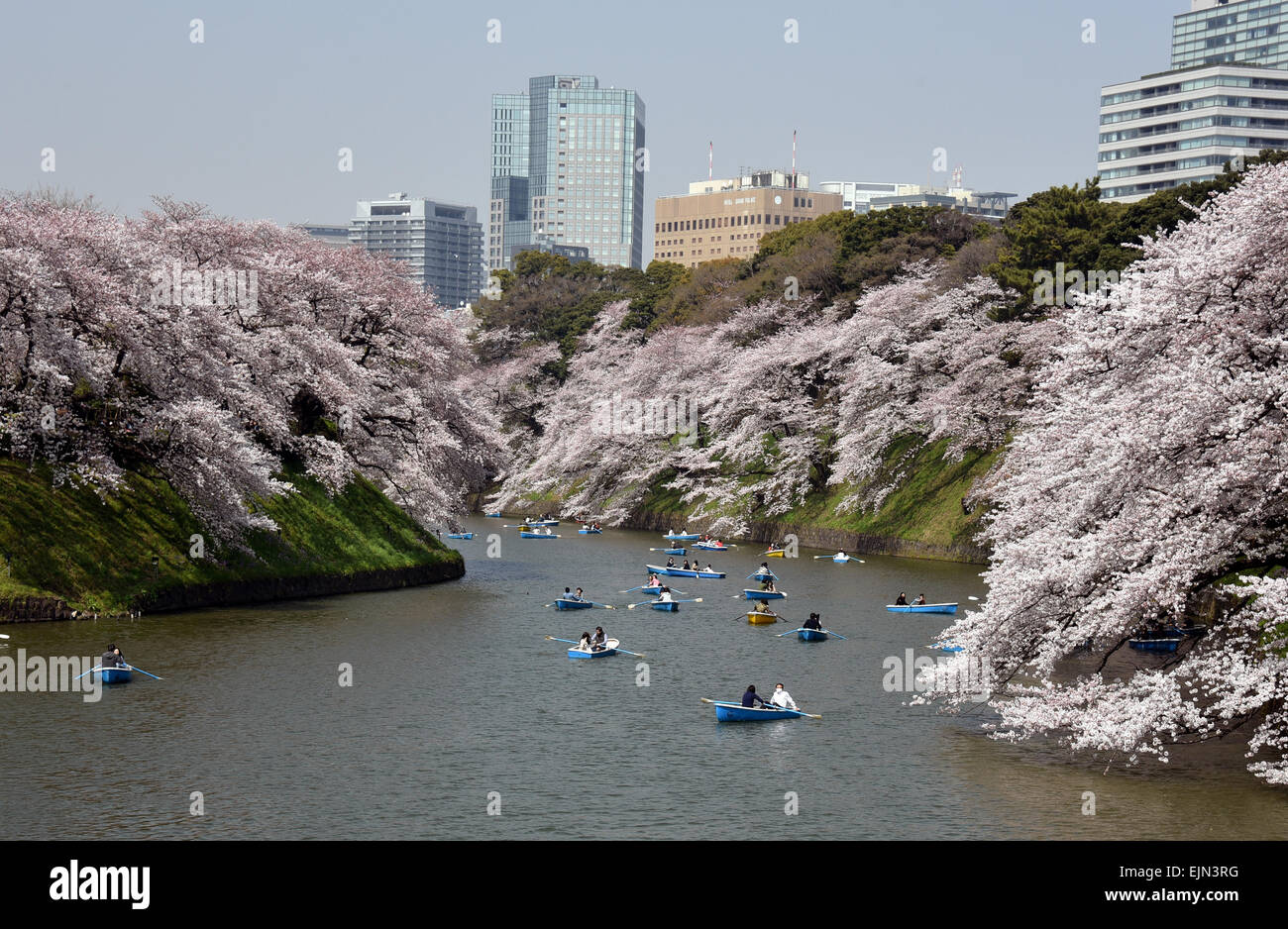 Tokyo, Japan. 30th Mar, 2015. Some people prefer to view cherry ...