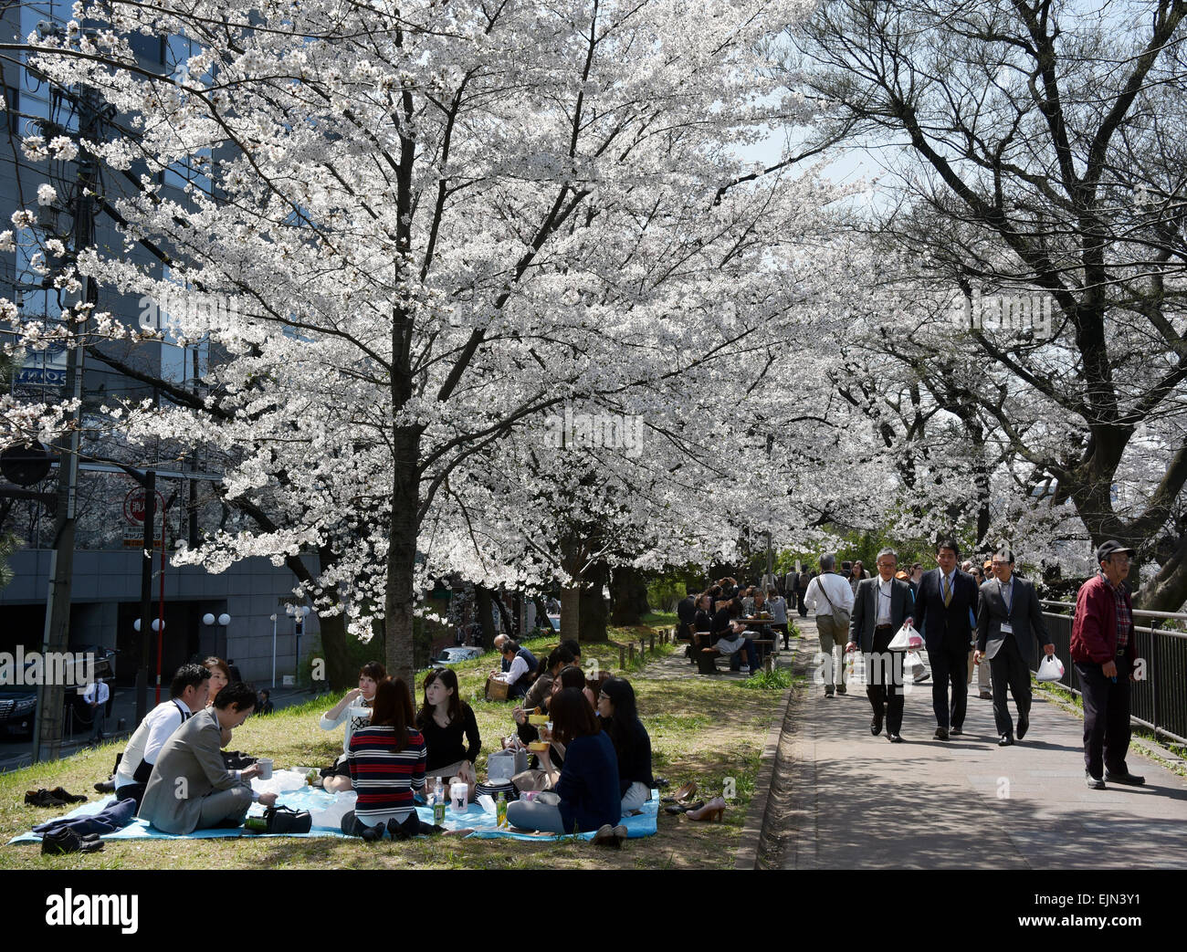 Tokyo, Japan. 30th Mar, 2015. Tokyoites view cherry blossoms in full ...