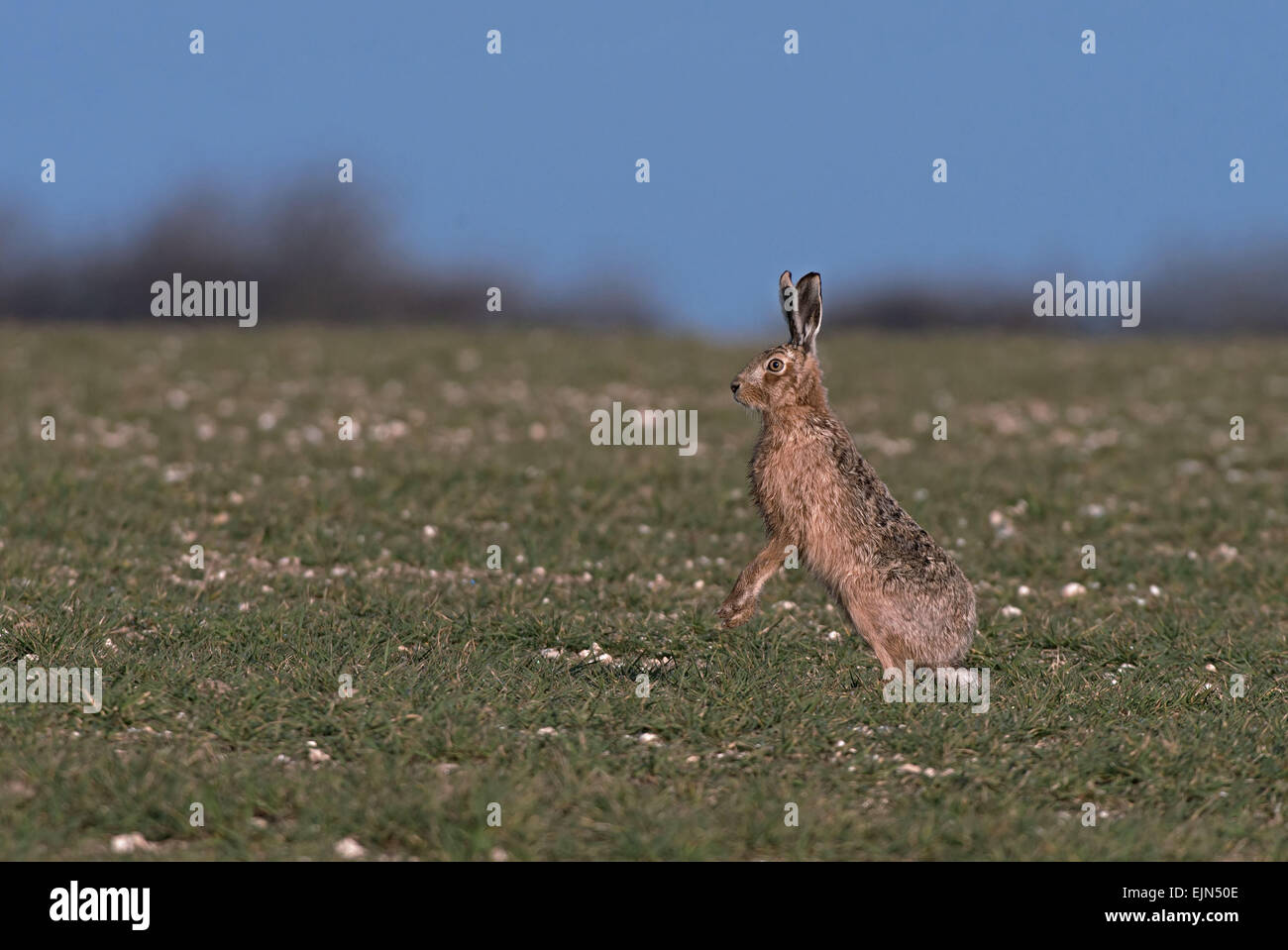 European Brown (Common) Hare- Lepus europaeus. Spring. Uk Stock Photo ...