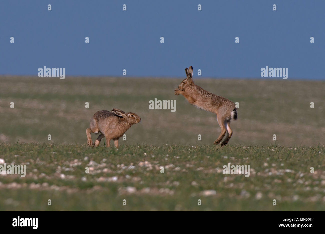 Fighting hares hi-res stock photography and images - Alamy