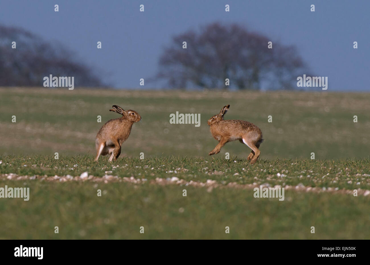 Pair of European Brown (Common) Hares- Lepus europaeus boxing. Uk Stock ...