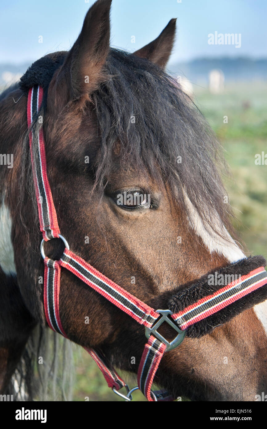 Red brown horse eye hi-res stock photography and images - Alamy