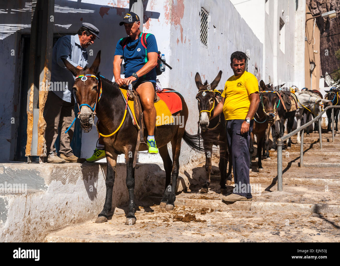 Saddle mule hi-res stock photography and images - Alamy
