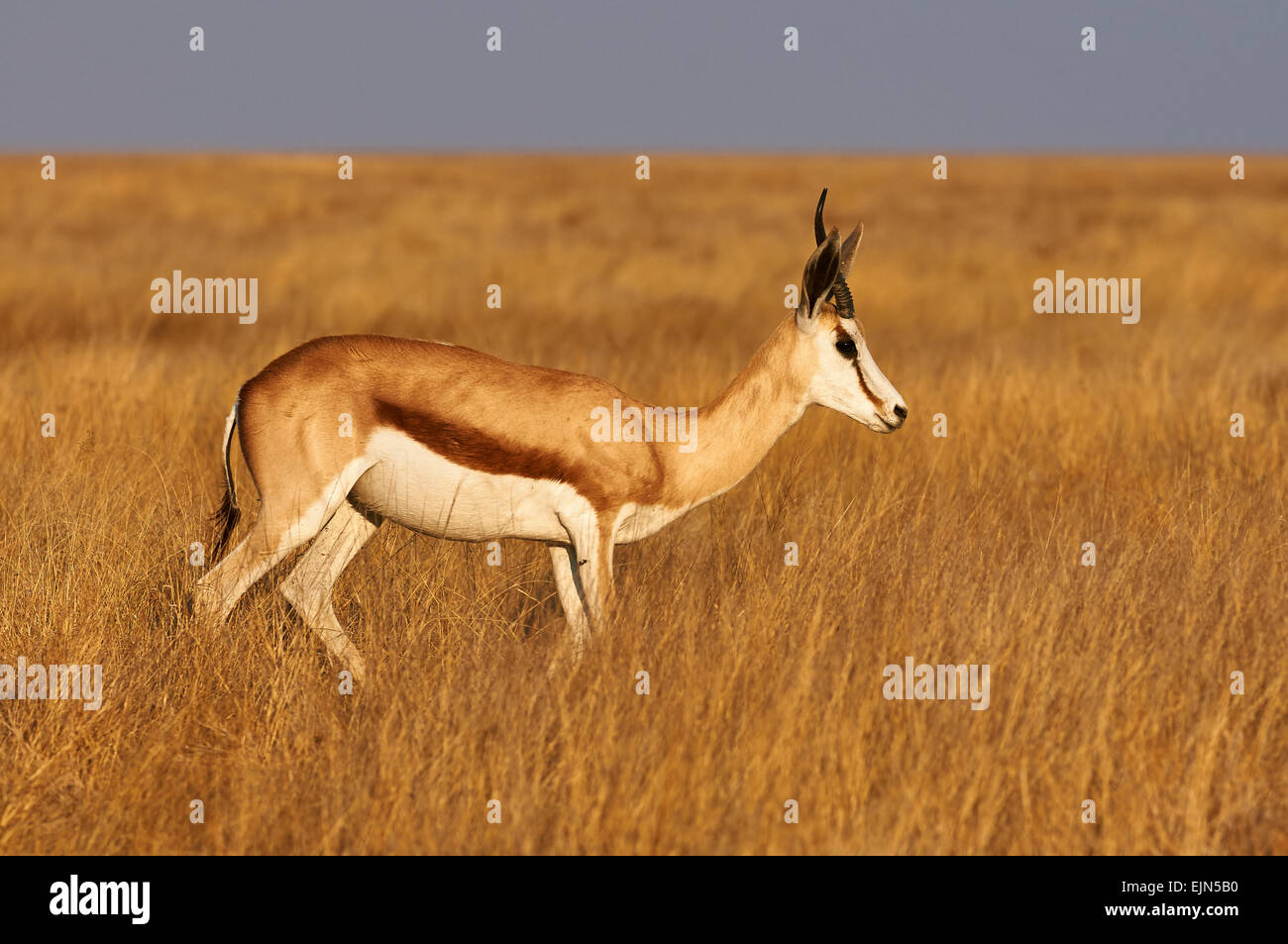 A male springbok in savannah of Namibia Stock Photo - Alamy