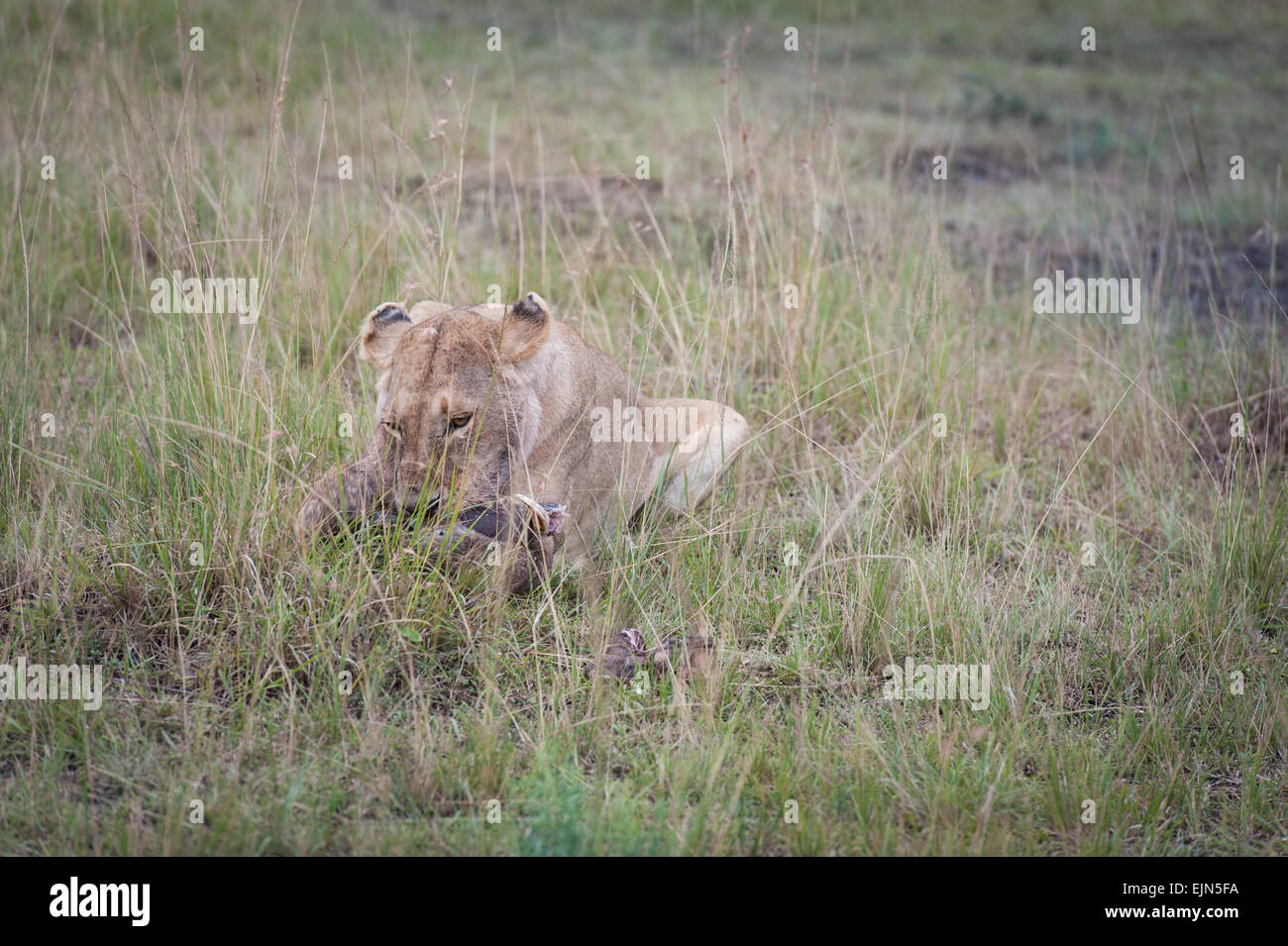 Lion in the savanna of Africa Stock Photo - Alamy