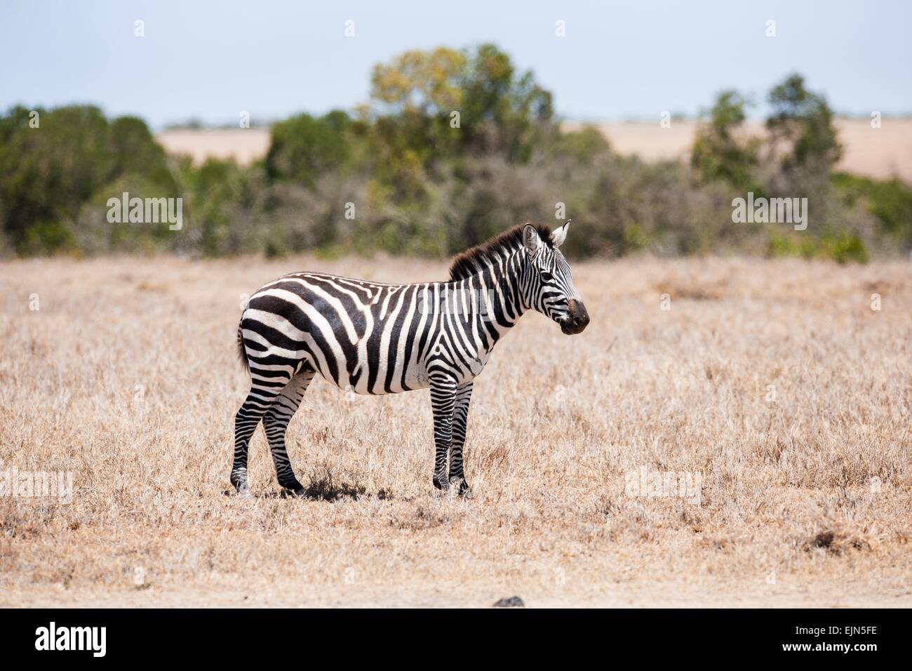 Zebra horses hi-res stock photography and images - Alamy