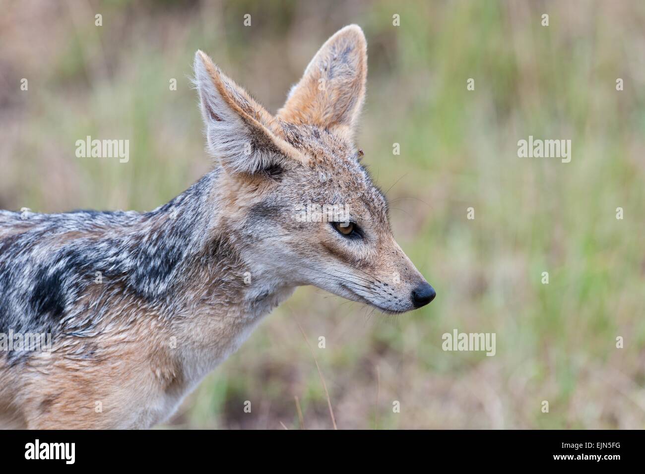 Jackal head hi-res stock photography and images - Alamy