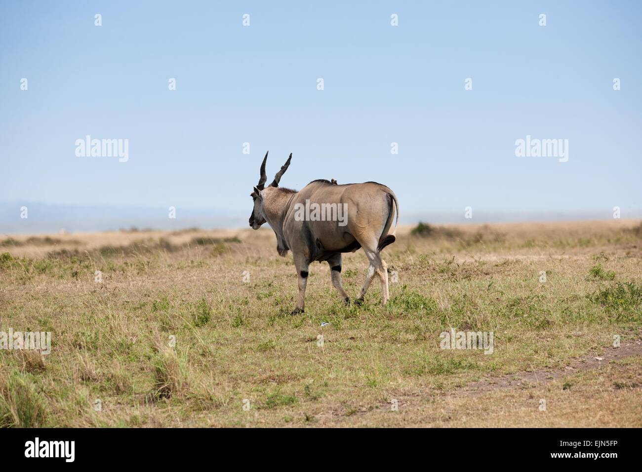 Savanna antelope hi-res stock photography and images - Alamy