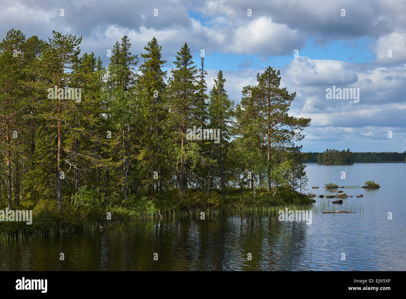 Nordic landscape with lake and forest Stock Photo - Alamy