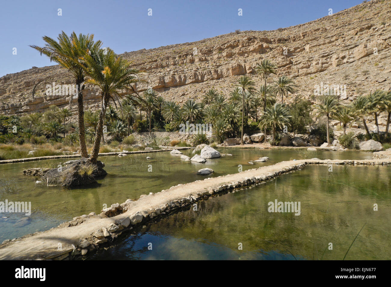 Oman date palm trees hi-res stock photography and images - Alamy